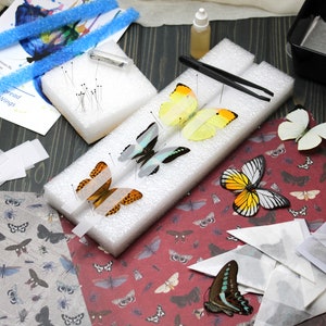 Folded Butterfly Specimens: Hand-selected for DIY Crafts & Display - Etsy