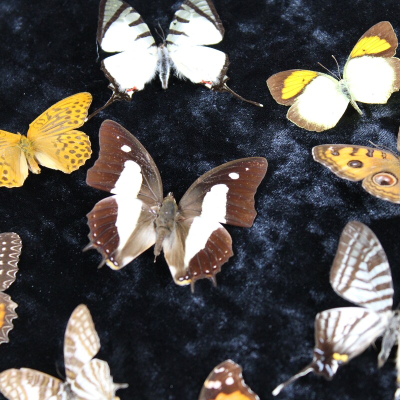 Nature Specimen - Etsy