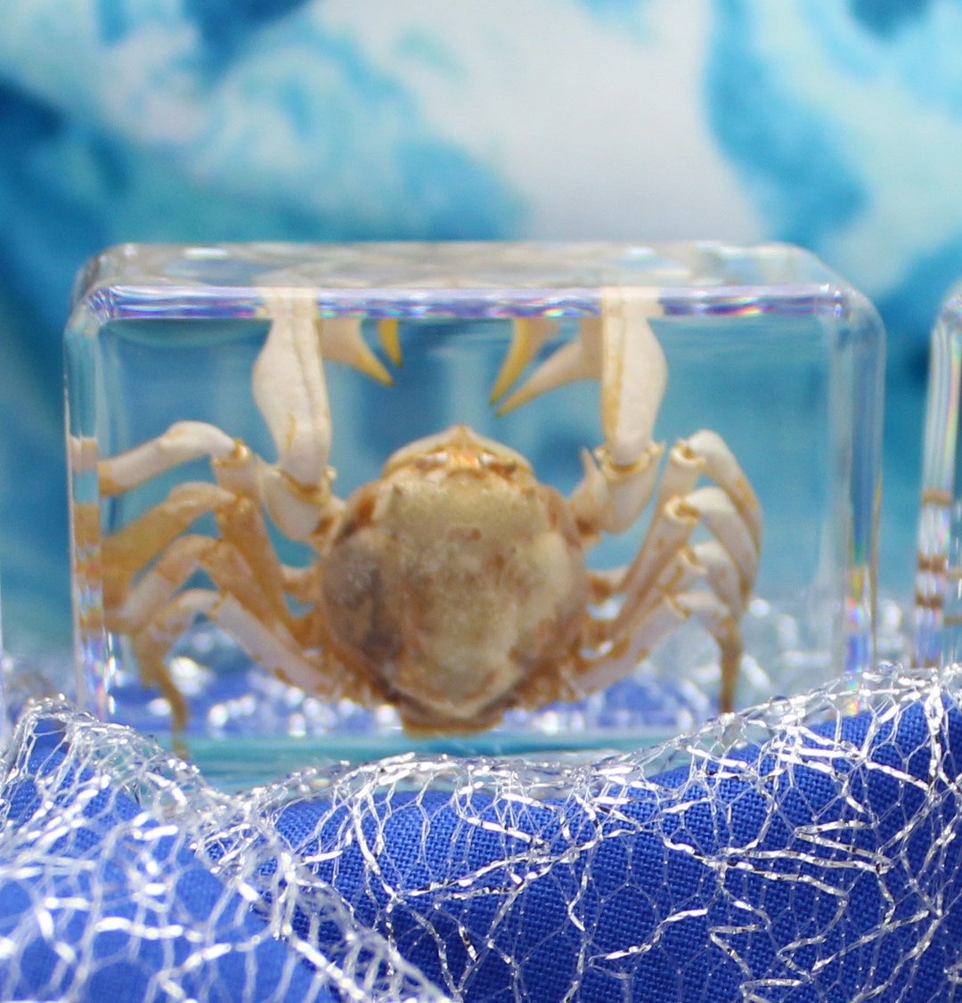 Real Soldier Crab Specimen: Insect in Clear Resin Block - Etsy