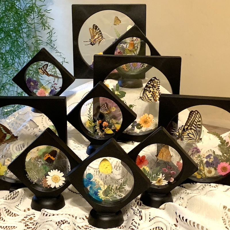 Butterfly Display - Etsy