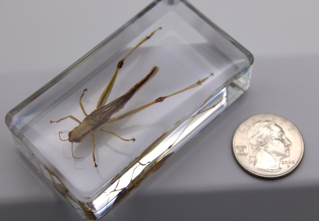 Grasshopper in Resin Block – Entomology Specimen, Educational Display ...