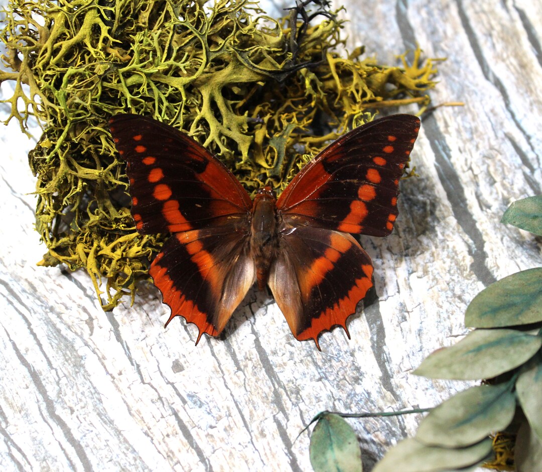 Western Red Charaxes Butterfly: Entomology Collectible Display Piece - Etsy
