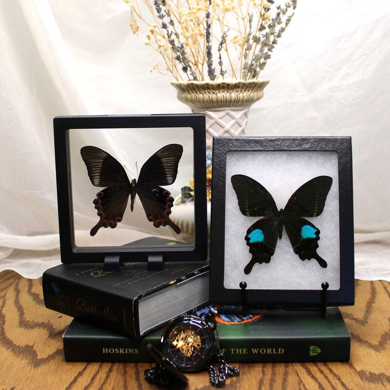 Butterfly Display - Etsy