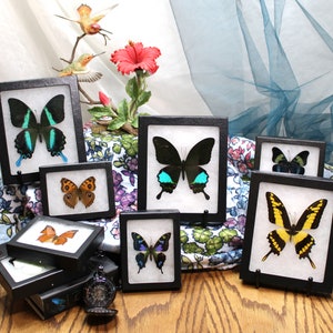 Classic Riker Mount Frames, Glass Top Display for Collectibles. DIY ...