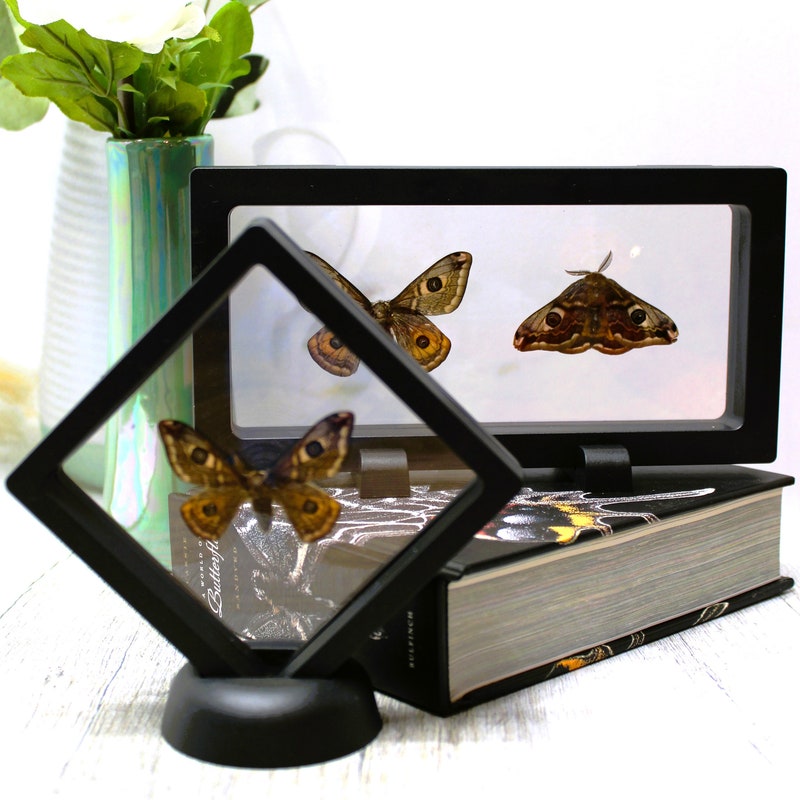 Moth in Frame - Etsy