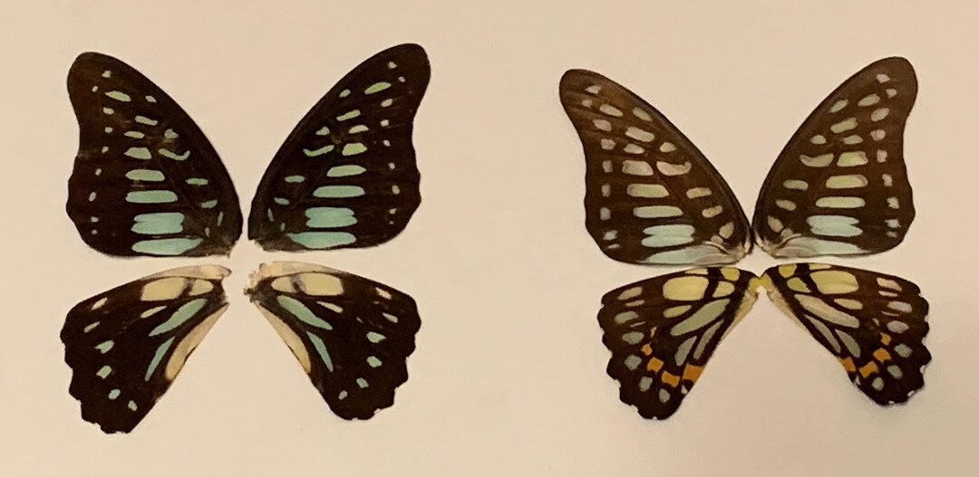 Graphium Chronides Butterfly Wings Set, Vibrant and Intricate for Art ...