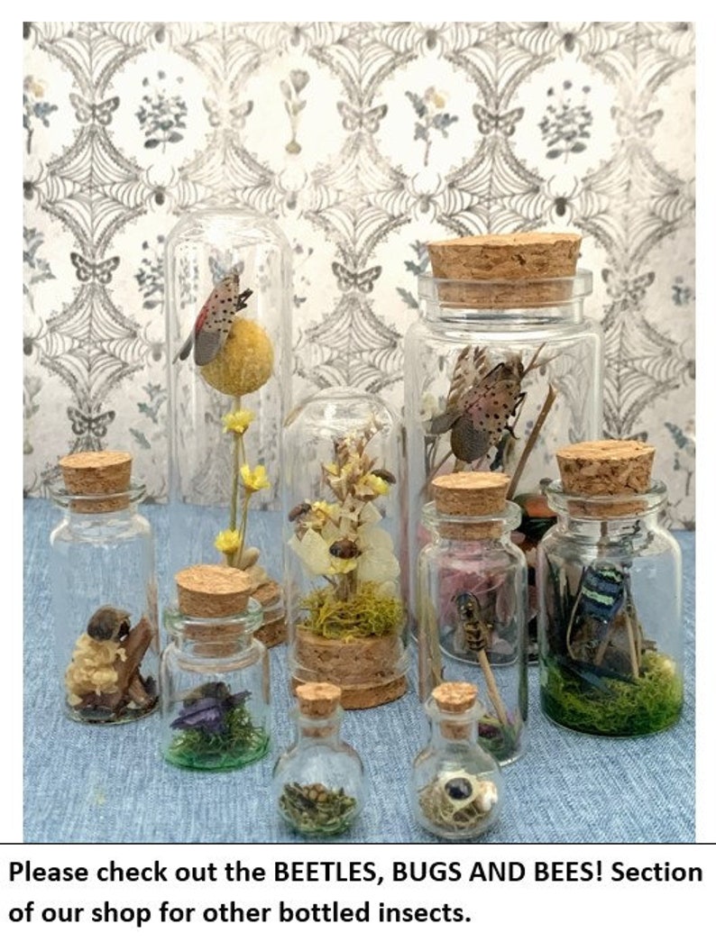 Spotted Lanternfly Glass Bottle: Handcrafted Insect Display - Etsy