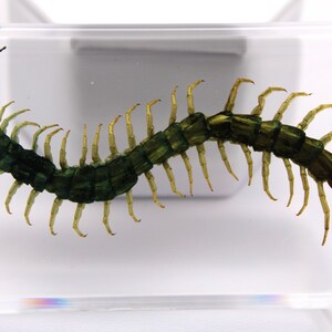 Real Centipede in Clear Resin Art Block, Handmade Arthropod Art Piece ...