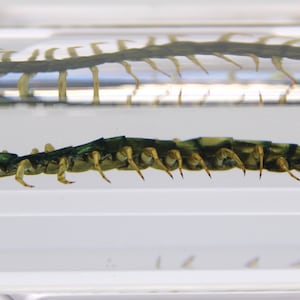 Real Centipede in Clear Resin Art Block, Handmade Arthropod Art Piece ...