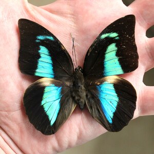 One-spotted Prepona Butterfly Display 3D Floating or Riker Frame ...