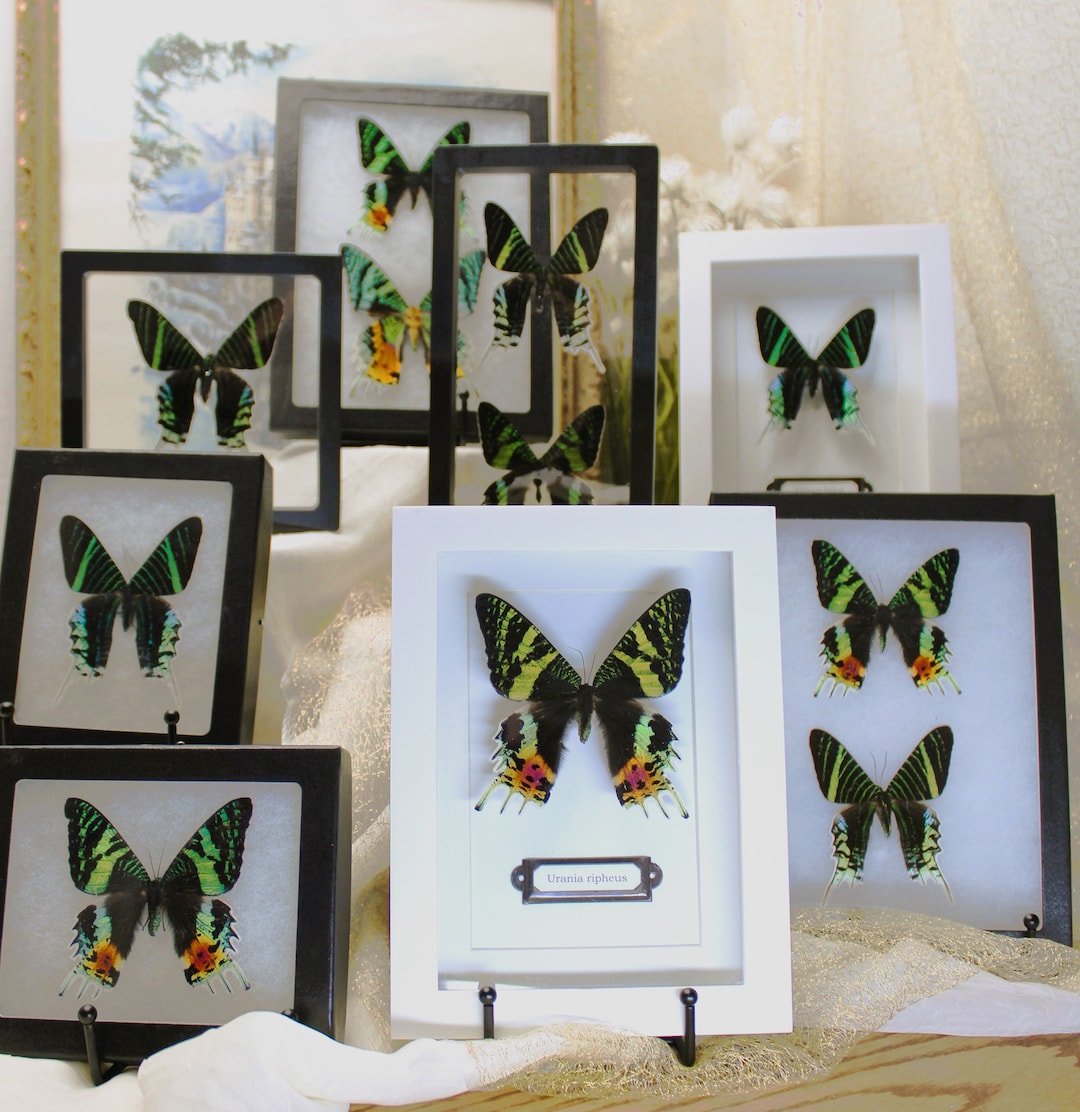 Stunning Framed Butterflies - SUNSET Moth & GREEN-BANDED Moth, 3D ...