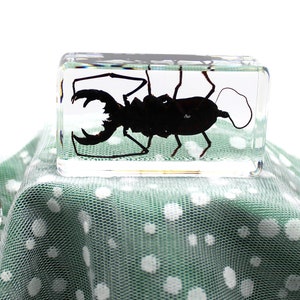 Real Centipede in Clear Resin Art Block, Handmade Arthropod Art Piece ...