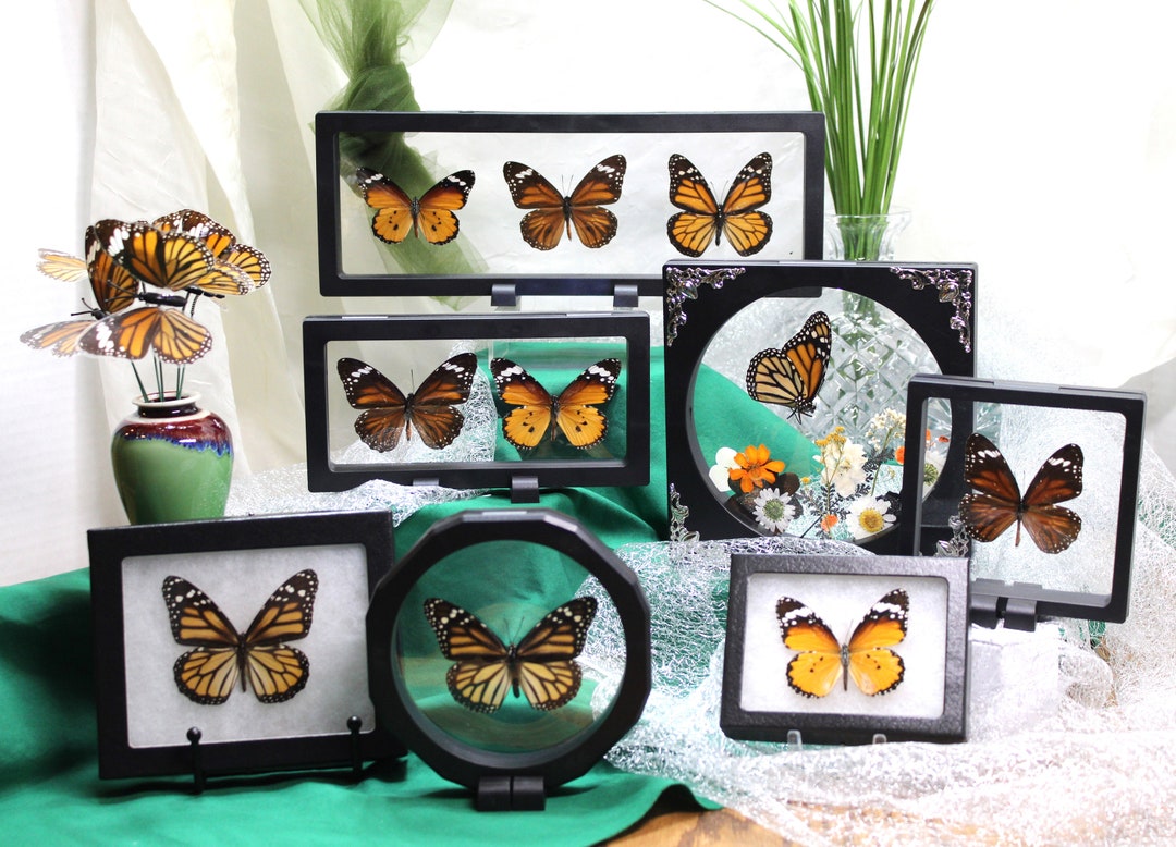 Framed Monarch Butterfly Collection: Nymphalidae Family Wall Art - Etsy
