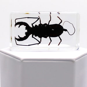 Real Centipede in Clear Resin Art Block, Handmade Arthropod Art Piece ...