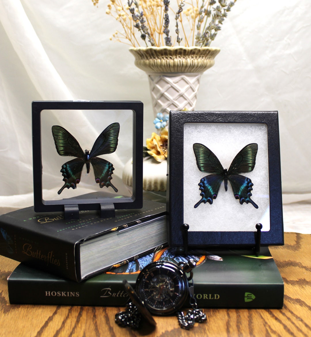 Stunning Alpine Black Swallowtail Display (spring Form). Versatile 3D ...