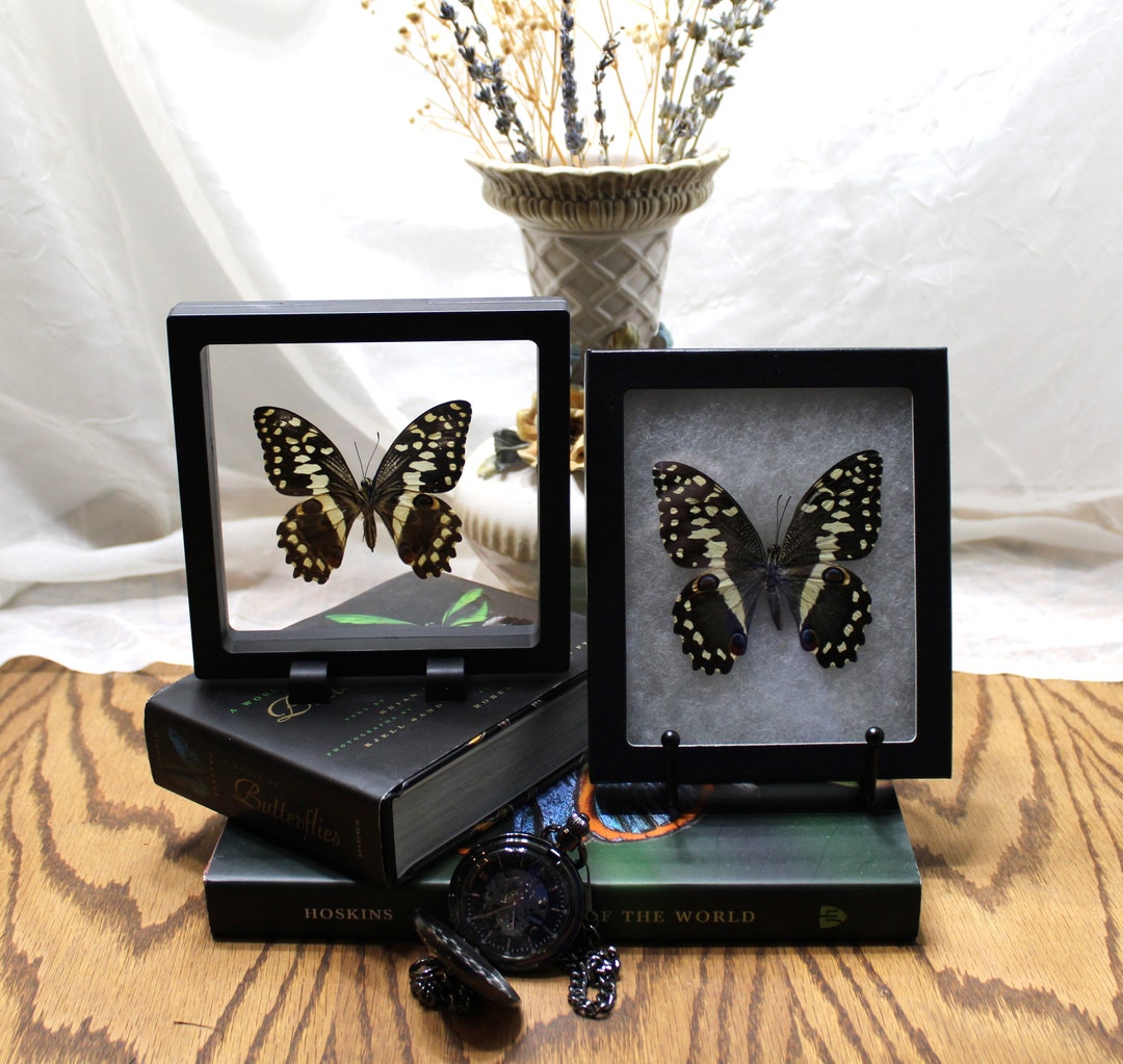 Papilio Demodocus Butterfly Display, Ethically Sourced Specimen in 3D ...