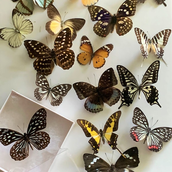 Mounted Butterflies - Etsy