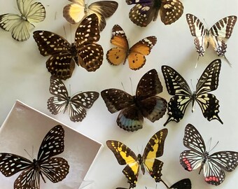 Real Callicore Hystaspes Butterfly Spread for Your Project or - Etsy