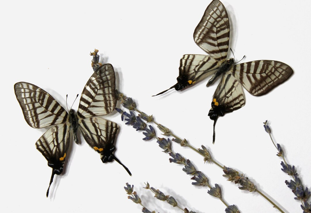 Folded Butterflies Sixbar Swordtail Specimen, Ethically Sourced ...