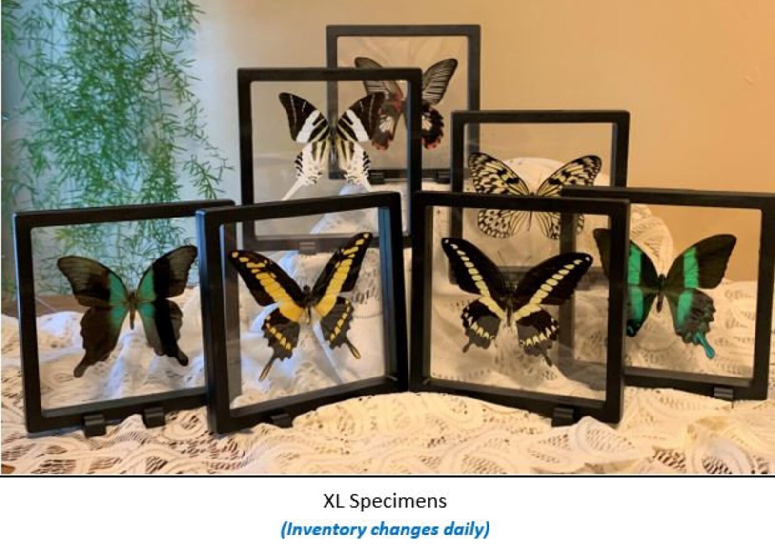 RANDOM Butterfly in a 3D Floating Frame Many Sizes Available - Etsy