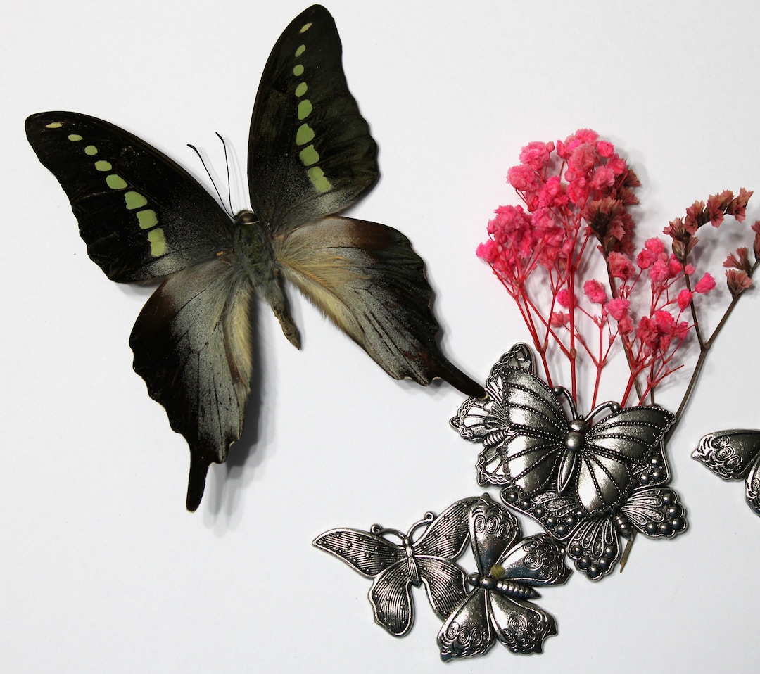 Folded Butterflies Collection - Graphium Codrus Specimen - Ethically ...