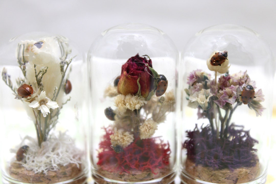 Coccinellidae Ladybug Display in Cloche Bottle. Stunning Home Decor ...