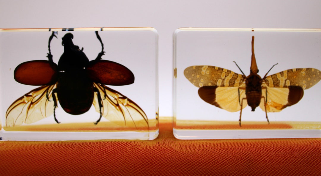 Insect in Resin Display Blocks, Handcrafted Clear Resin Specimen ...