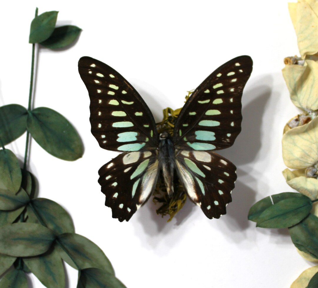 Folded Butterflies - Veined Jay Specimens, Ethereal Natural Art for Shadow Boxes and Collectors ...