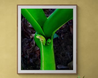 Green Tree Frog 1 Original Art Print - Etsy