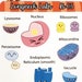 What's in a Cell? Organelles! (animal) | Decorative | Science Stickers ...