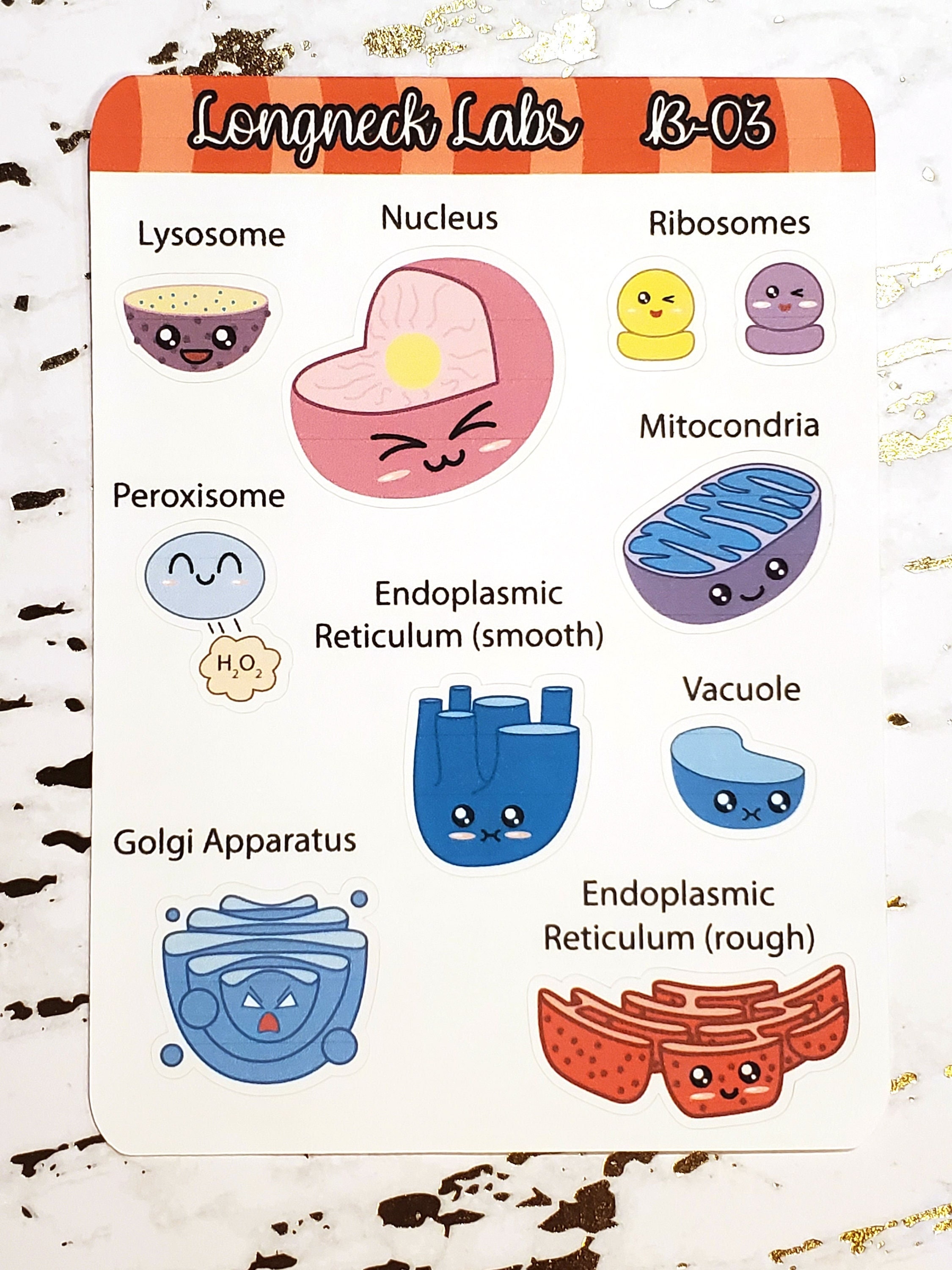 What's in a Cell? Organelles! (animal) | Decorative | Science Stickers ...