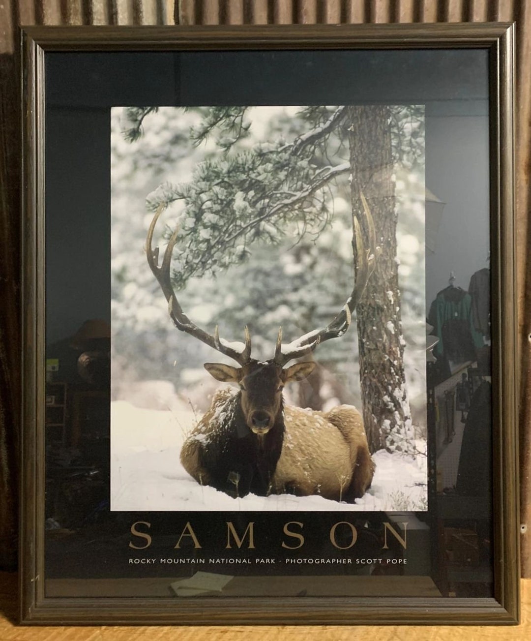 Samson Bull Elk, Rocky Mountain National Park, Scott Pope, Heritage ...