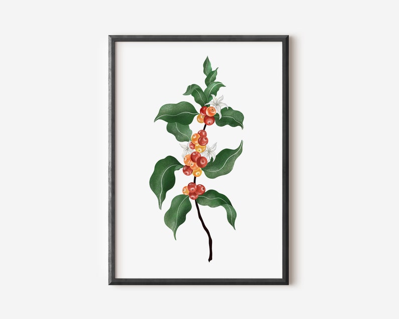 Coffee Plant Art Print | Kitchen Botanical Poster | Digital Printable ...