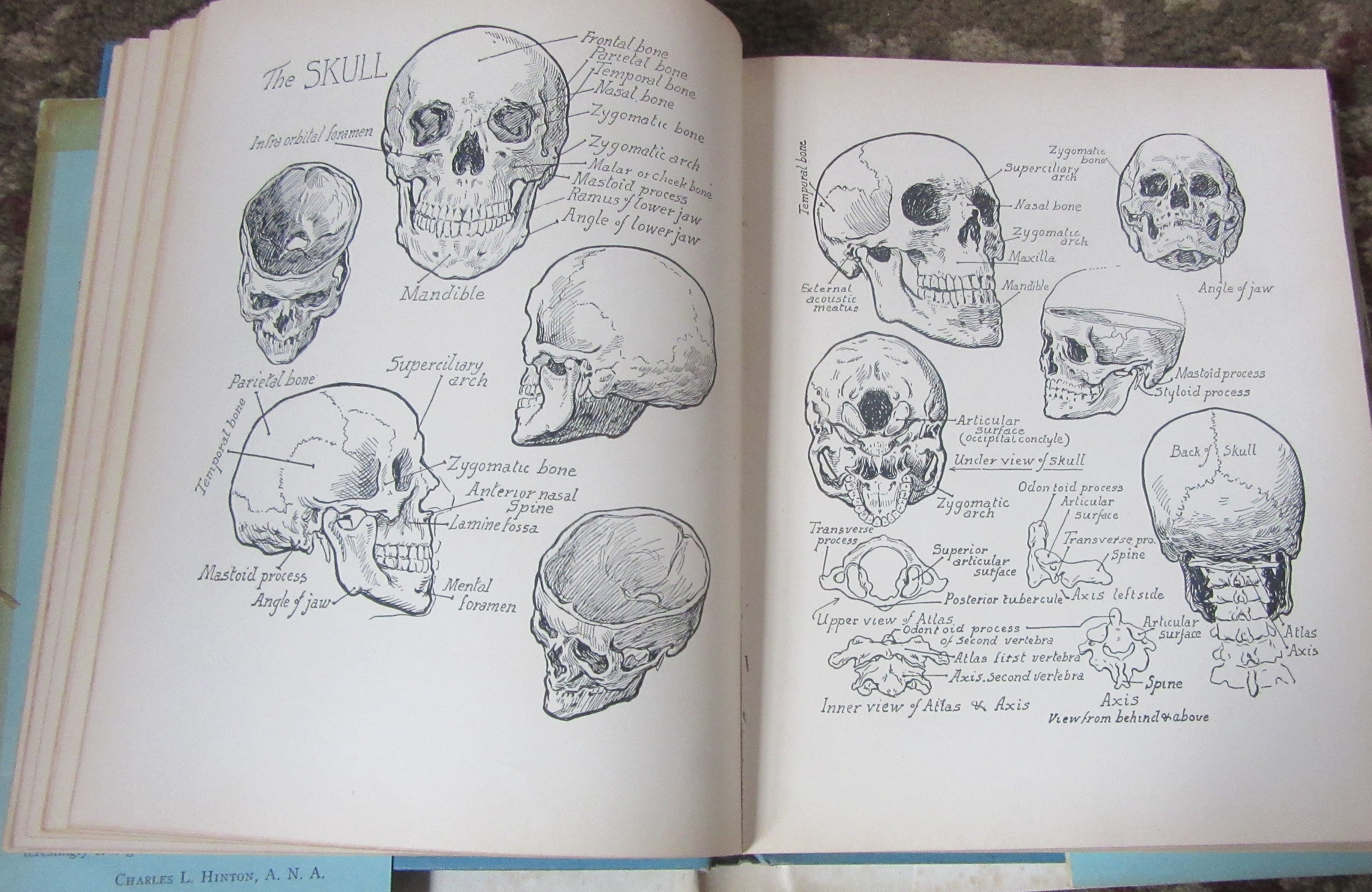 Vintage Art Instruction Book Anatomy and Drawing by Victor Perard - Etsy