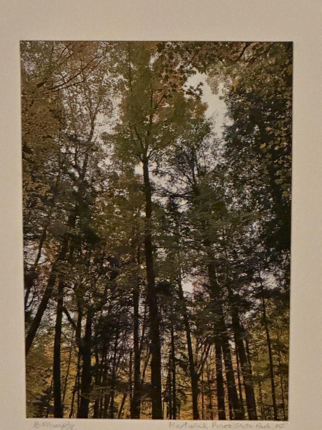 Hartwick Pines State Park Photograph: Framed Michigan Fall Landscape - Etsy