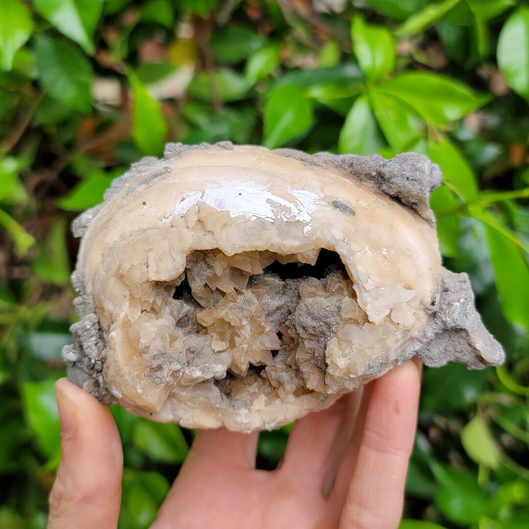 Fossilized Calcite Clam From Ruck's Pit Quarry, Florida, UV Reactive ...
