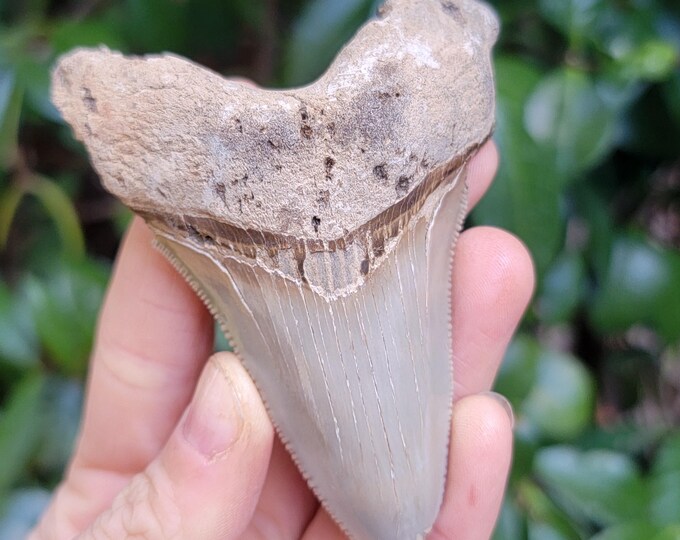 Megalodon Tooth From South Carolina, Giant Mega Shark Teeth, Meg Tooth ...