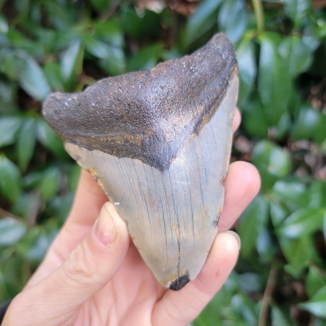 Megalodon Tooth From South Carolina, Giant Mega Shark Teeth, Meg Tooth ...