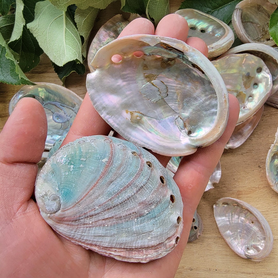 Small Abalone Shell From Mexico, Sustainable Farm Raised, Rainbow ...