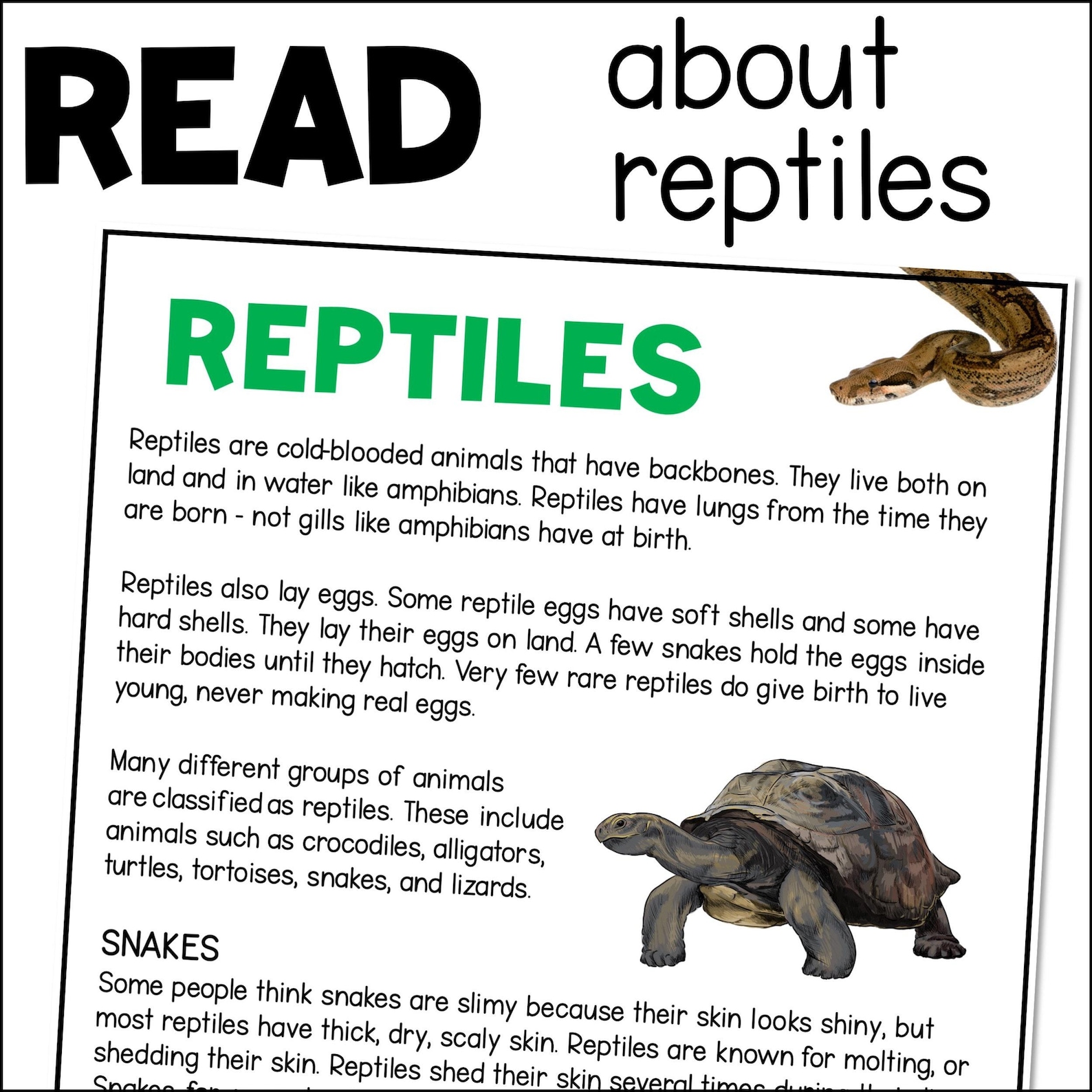 Printable Reptile Escape Room Game, Educational Kids Activity (instant ...
