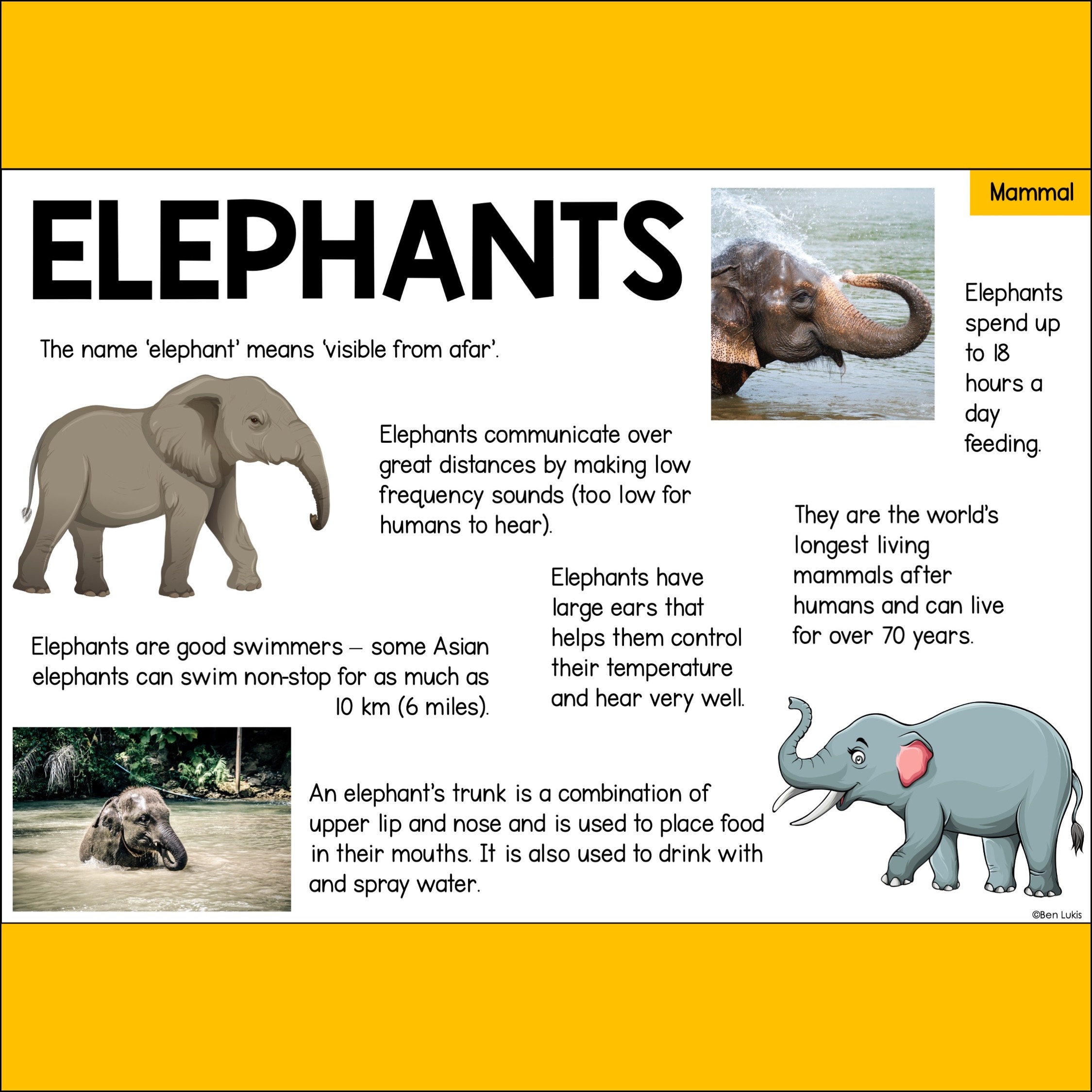 Mammal Information Reading Passages, Mammals Fun Facts, Animal Research ...