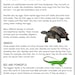 Printable Reptile Escape Room Game, Educational Kids Activity (instant ...