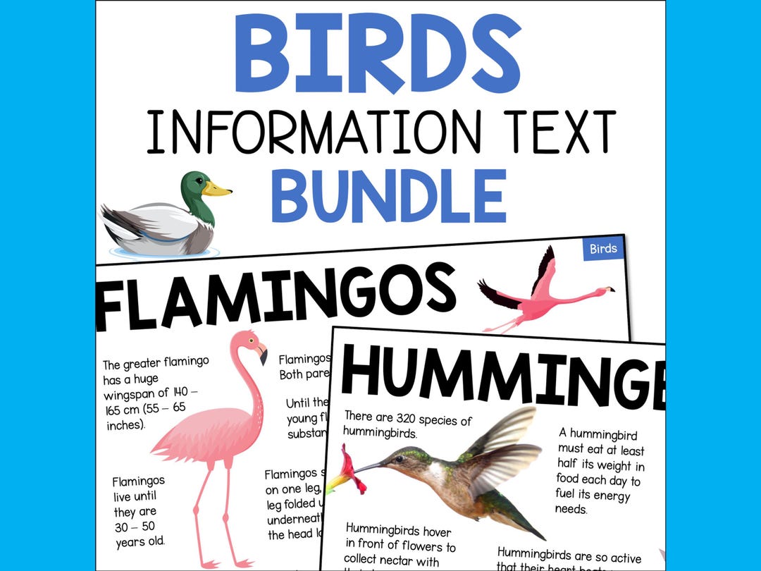Bird Information Fact Sheets for Kids, Reading Passages About Birds ...