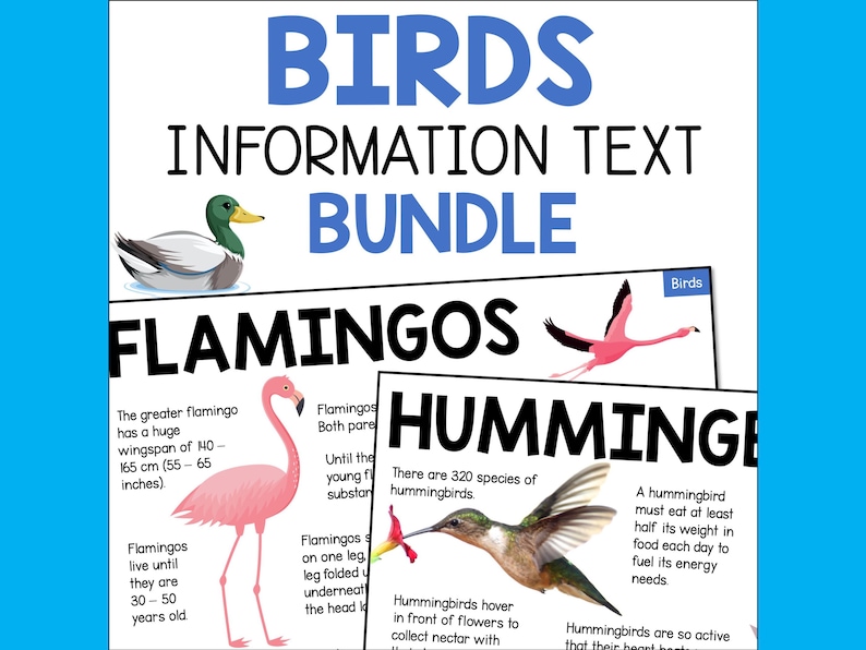 Bird Information Fact Sheets for Kids, Reading Passages About Birds ...