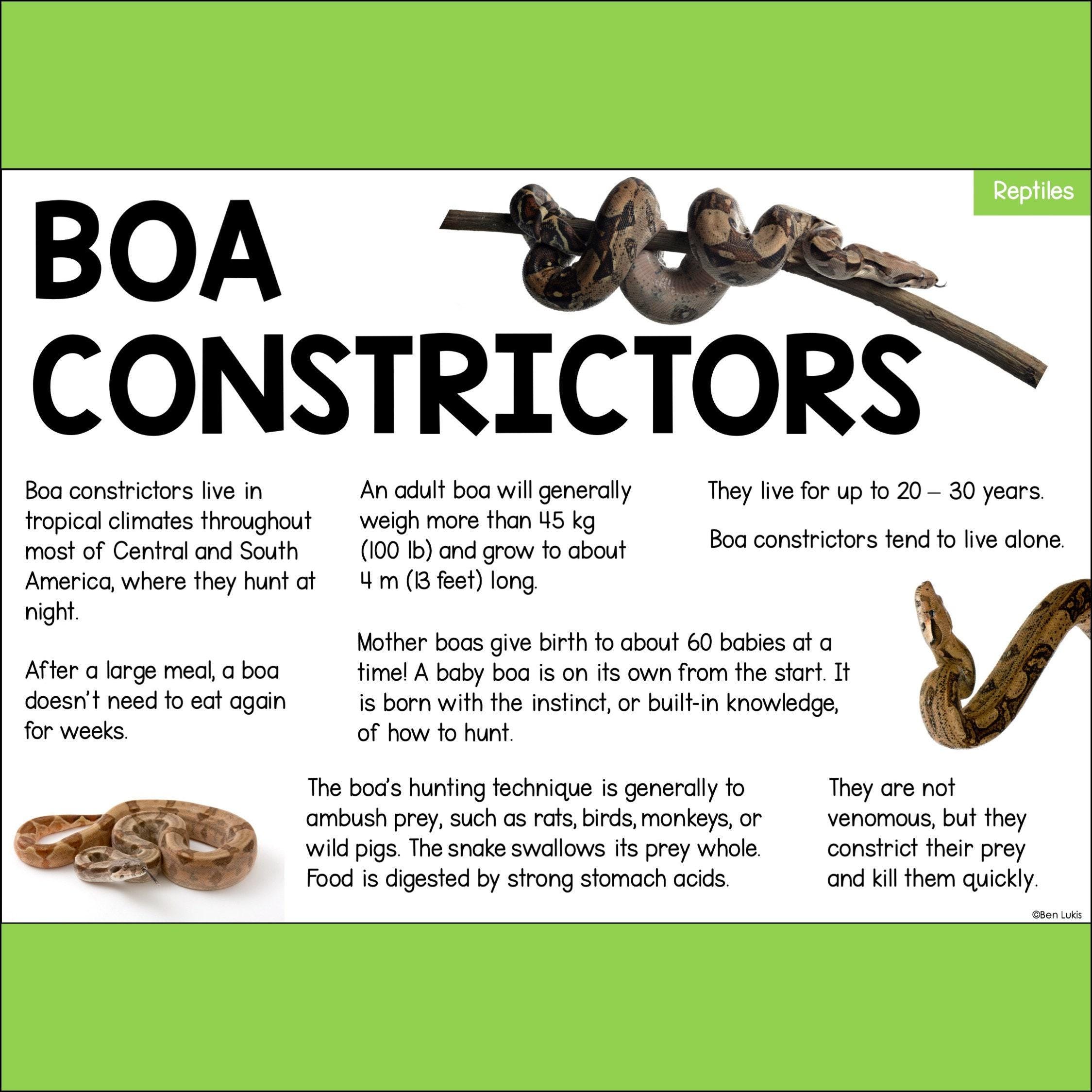 Hojas De Trabajo Sobre Reptiles Animales Vertebrados E Invertebrados