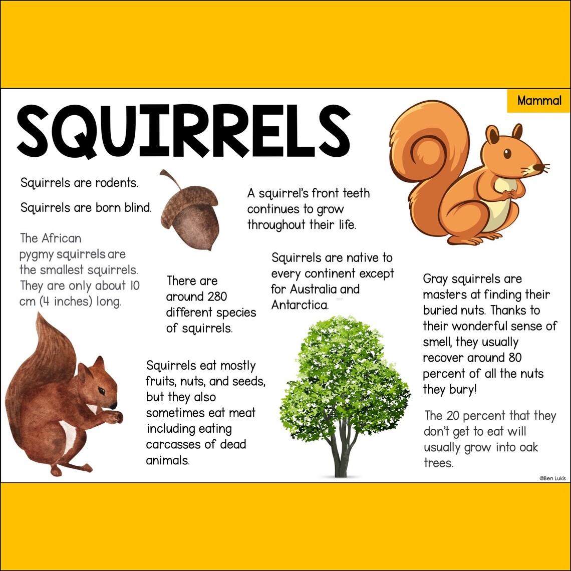 Mammal Information Reading Passages, Mammals Fun Facts, Animal Research ...