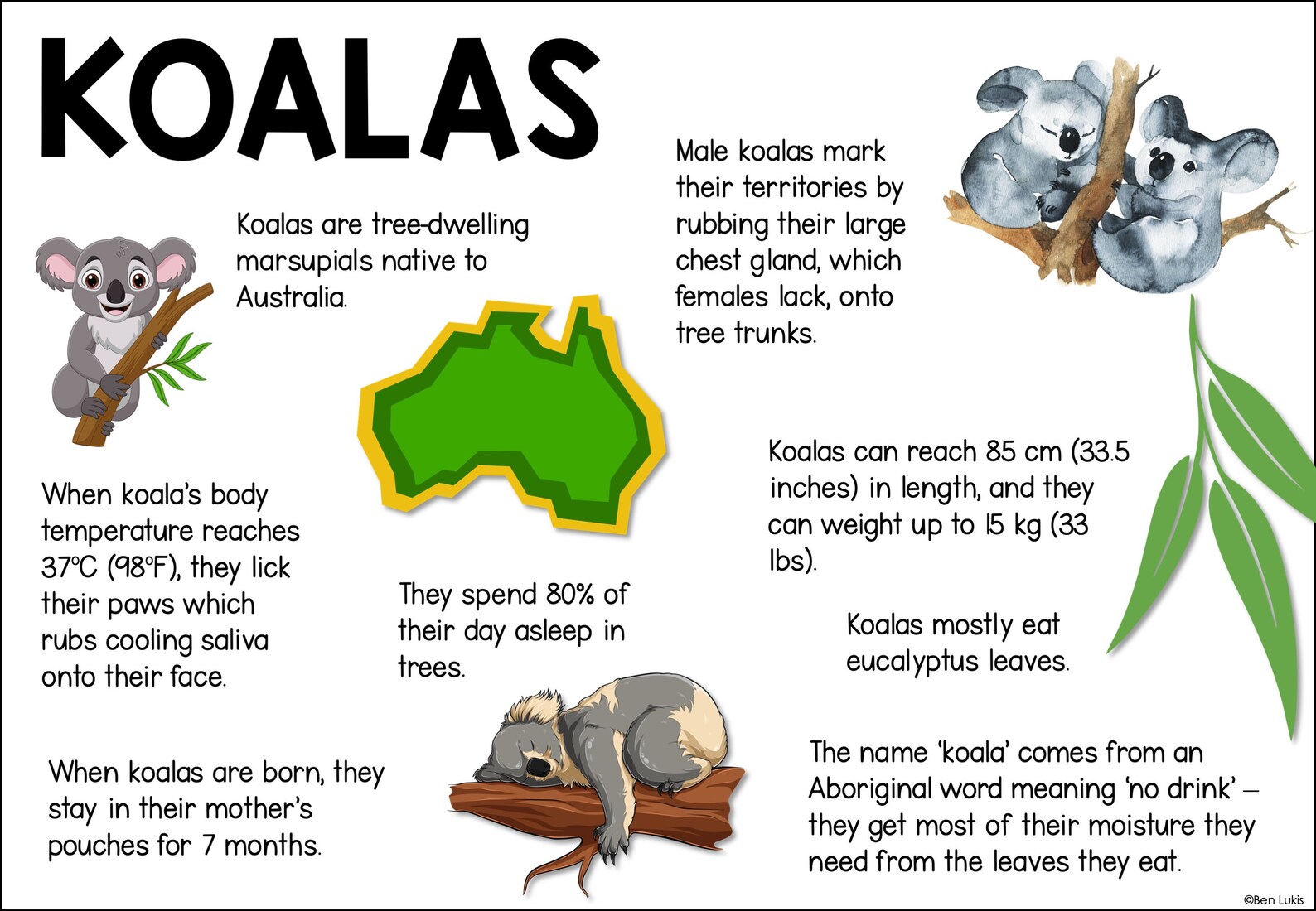 Australian Marsupial Information Text Reading Passages Animal Facts ...