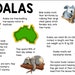 Australian Marsupial Information Text Reading Passages Animal Facts ...