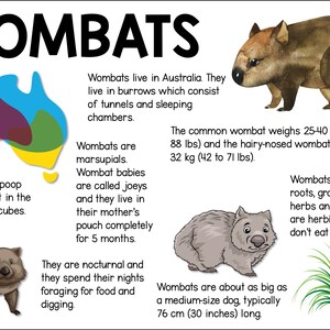 Australian Marsupial Information Text Reading Passages Animal Facts ...