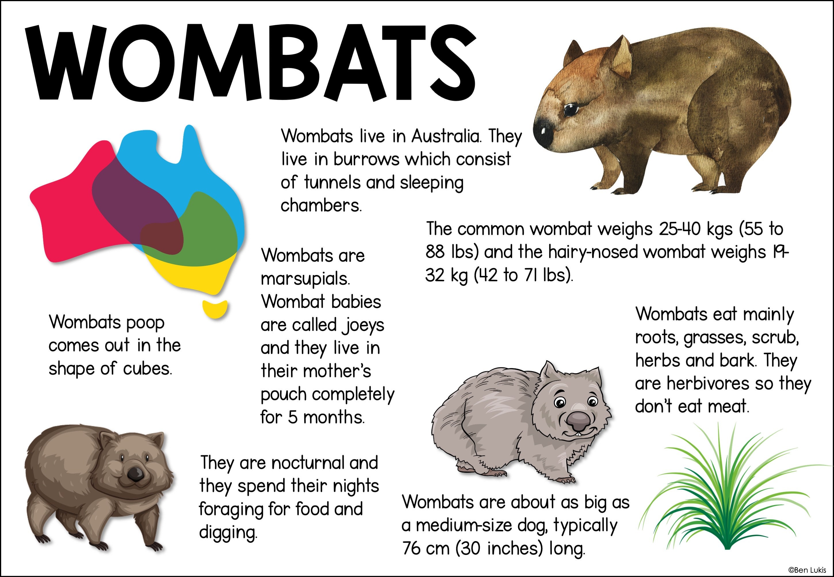 Australian Marsupial Information Text Reading Passages Animal Facts ...